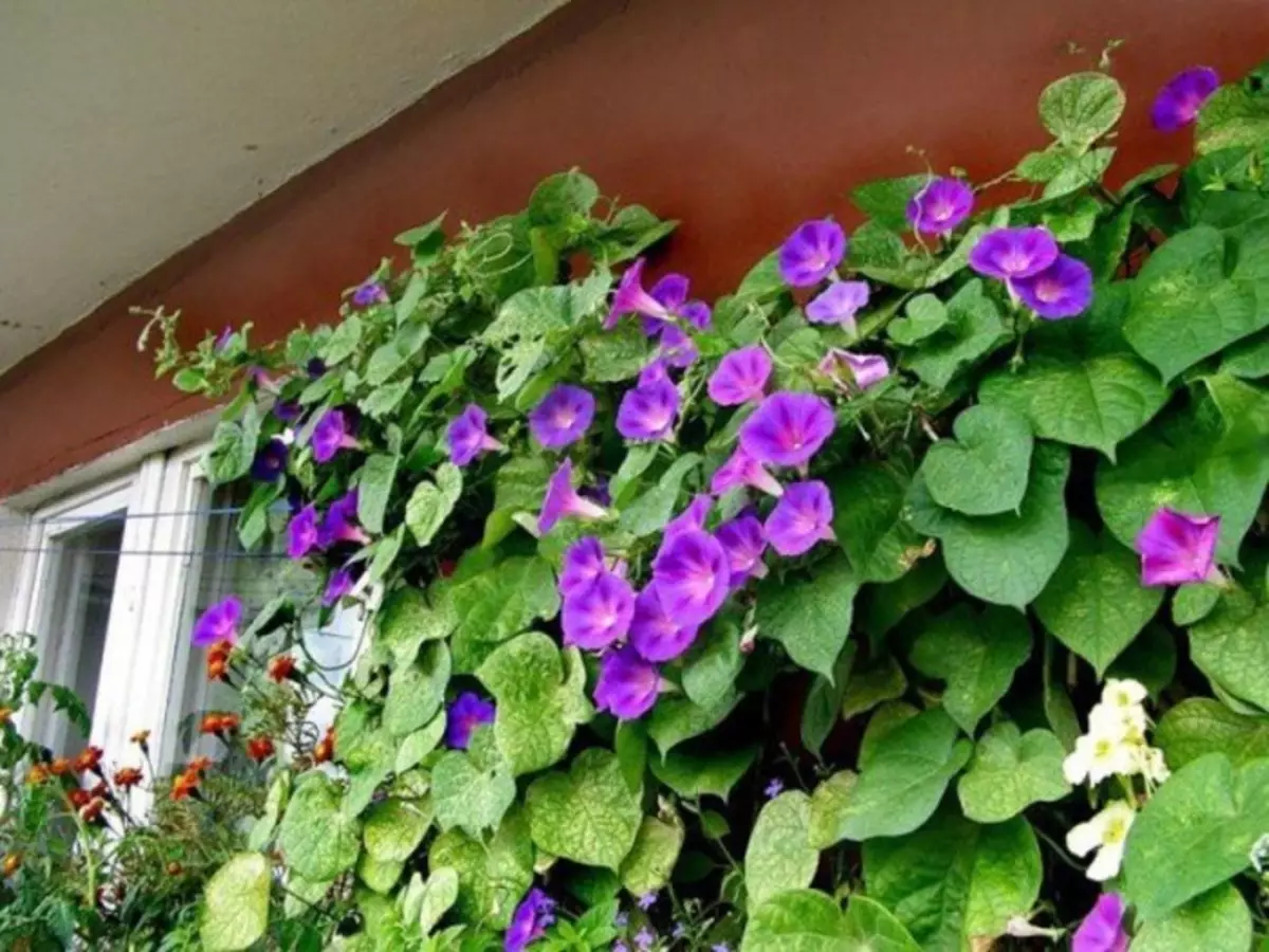 زهور امبريل على الشرفة + الصورة 10439_10