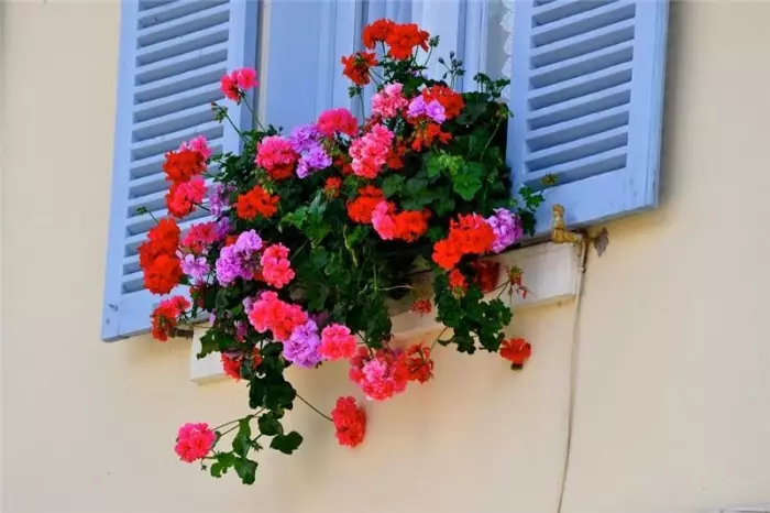 Ampel virágok az erkélyen + fotó 10439_18