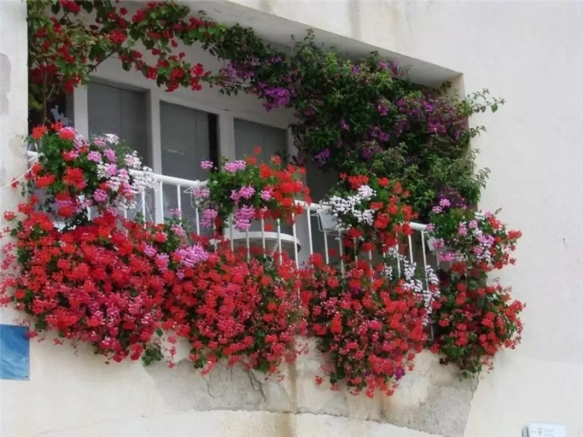 زهور امبريل على الشرفة + الصورة 10439_2