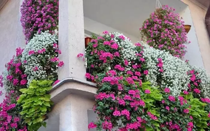 زهور امبريل على الشرفة + الصورة 10439_3