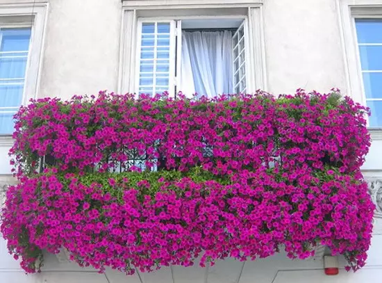 زهور امبريل على الشرفة + الصورة 10439_5