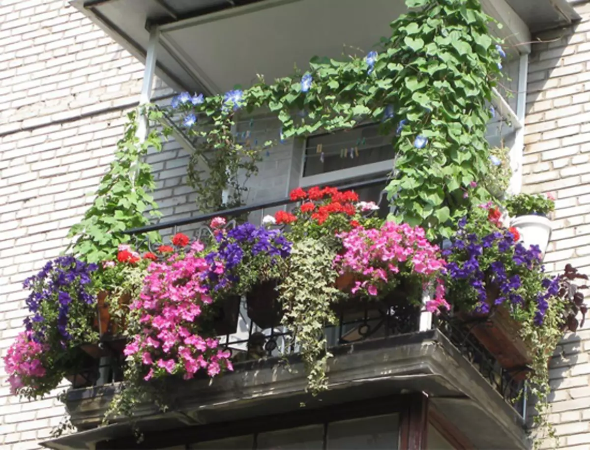 زهور امبريل على الشرفة + الصورة 10439_6