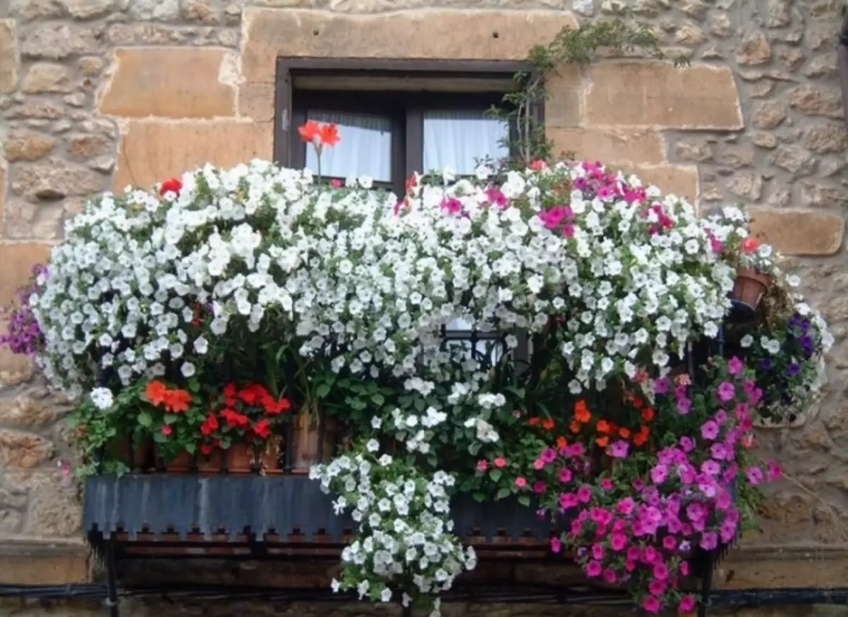 زهور امبريل على الشرفة + الصورة 10439_8