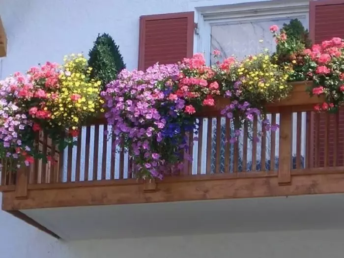 Scatole di fiori sul balcone 10440_17