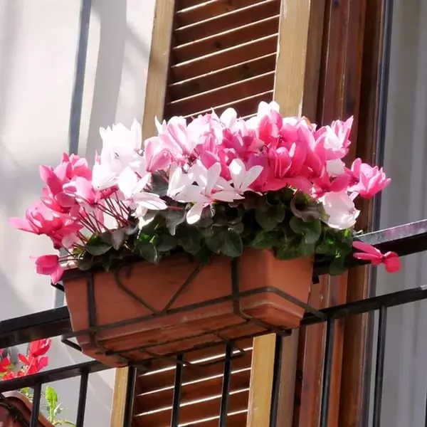 Boîtes de fleurs sur le balcon 10440_4