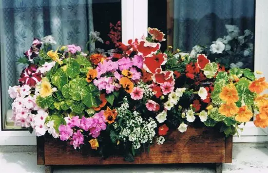 Caixas de flores no balcón 10440_5