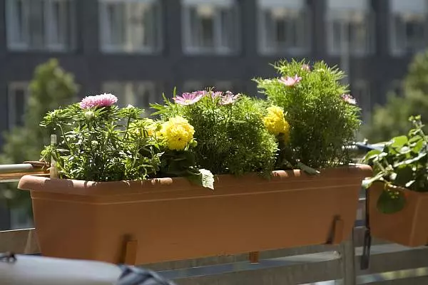 Caixas de flores no balcón 10440_9