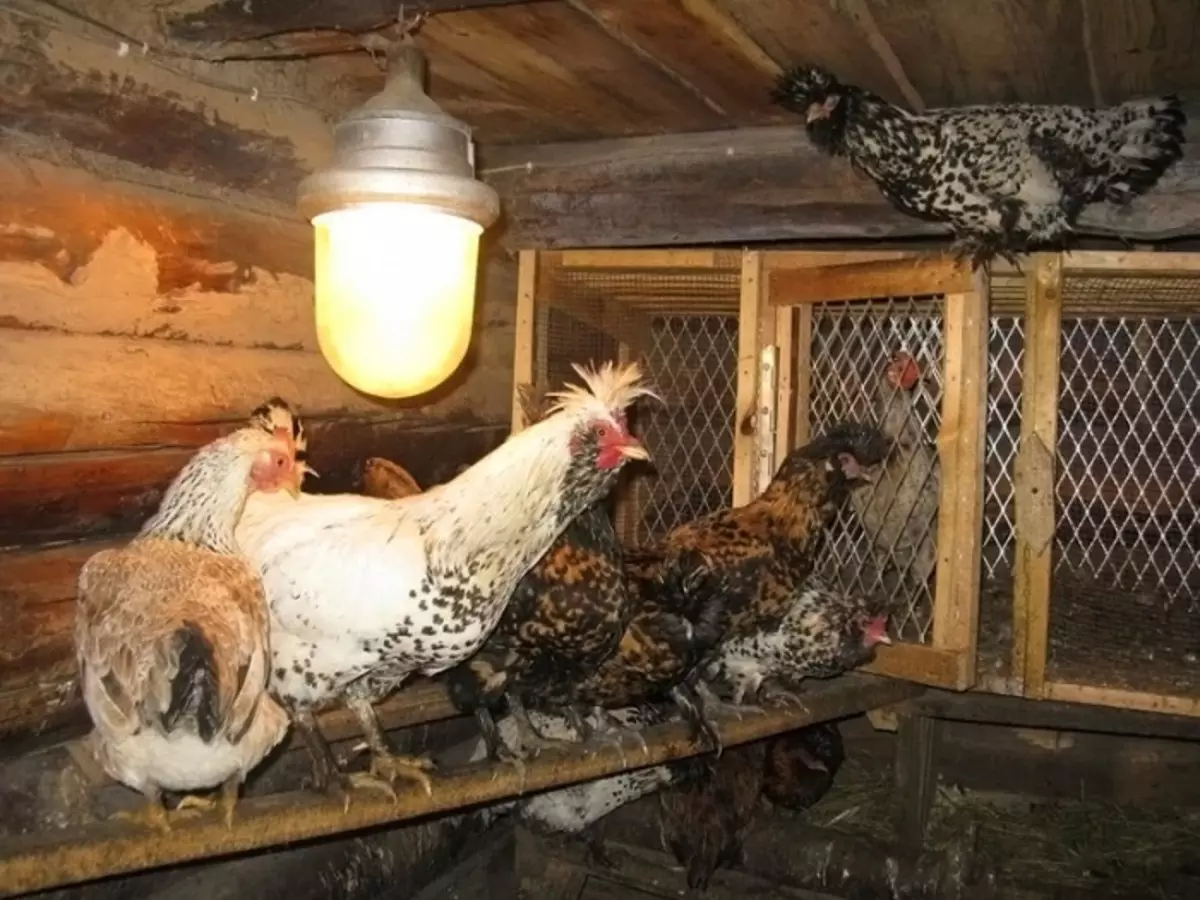 Lighting v Chicken Coop 10887_8