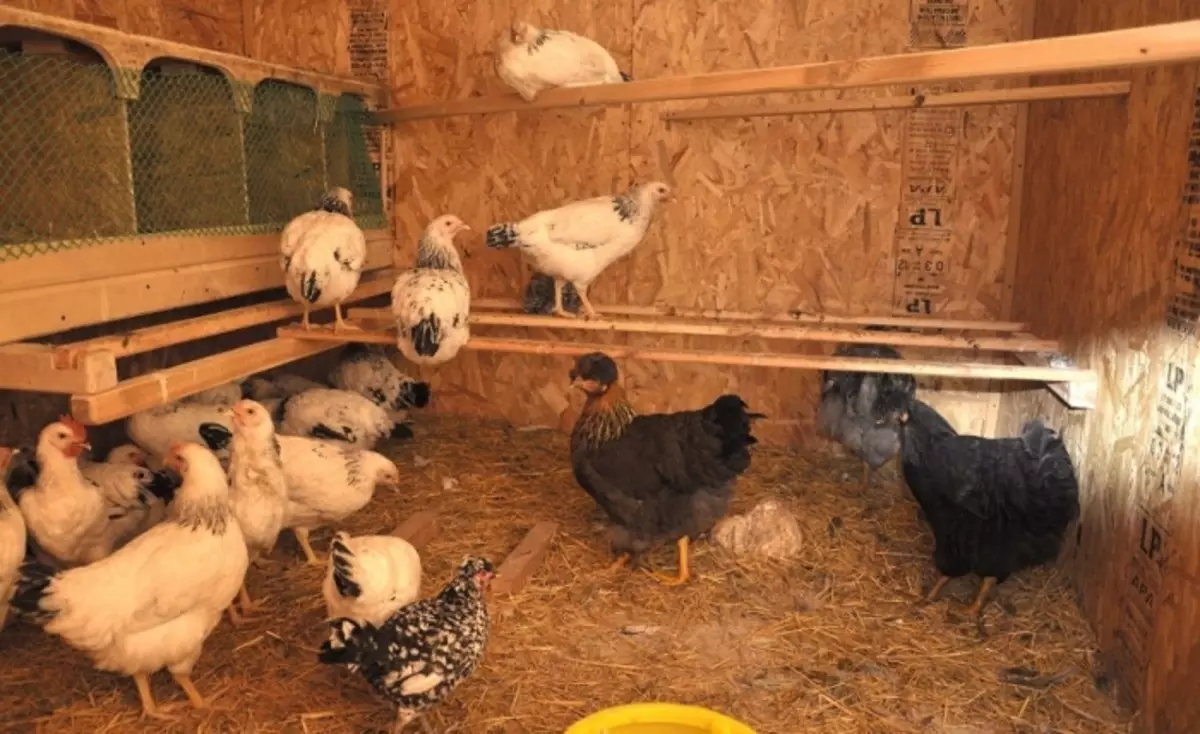 Mini-Chicken Coop 10888_15