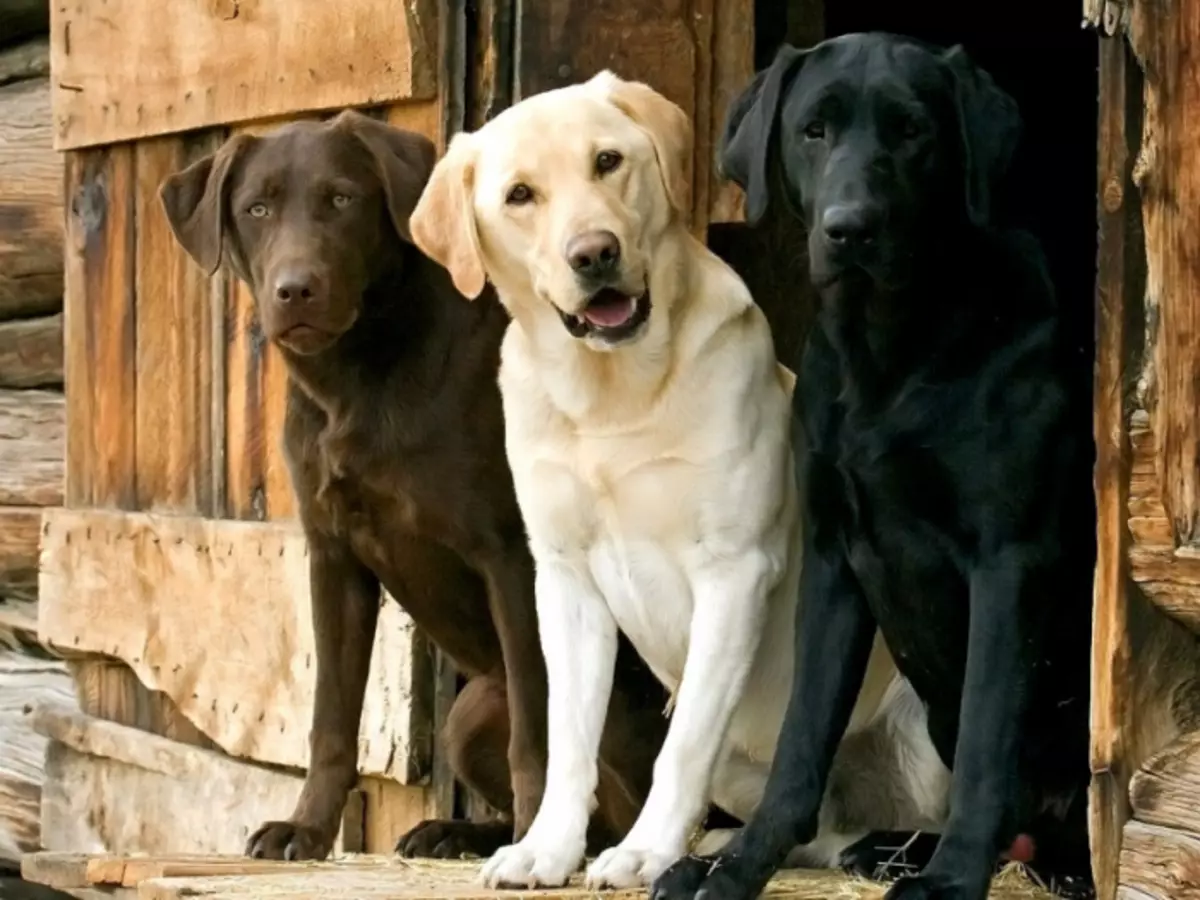 Kích thước gian hàng Labrador. 10901_2