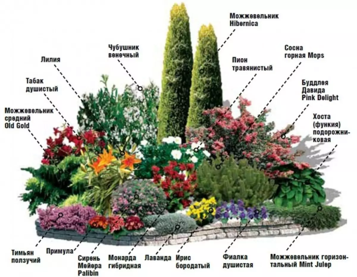 MixborOrder עם הידיים שלך: Scheme, מבחר של צמחים + תמונה 1132_18