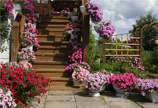 Hoe een terras met bloemen + foto te versieren 1137_11