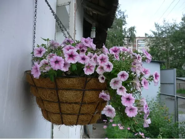 Kaip papuošti terasą su gėlėmis + nuotrauka 1137_6