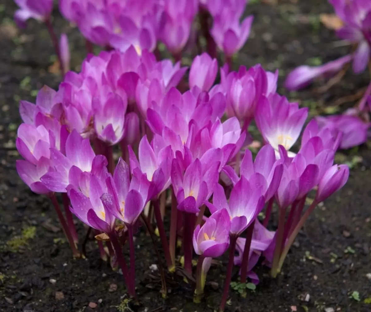 多年生の庭の花+写真 1140_10