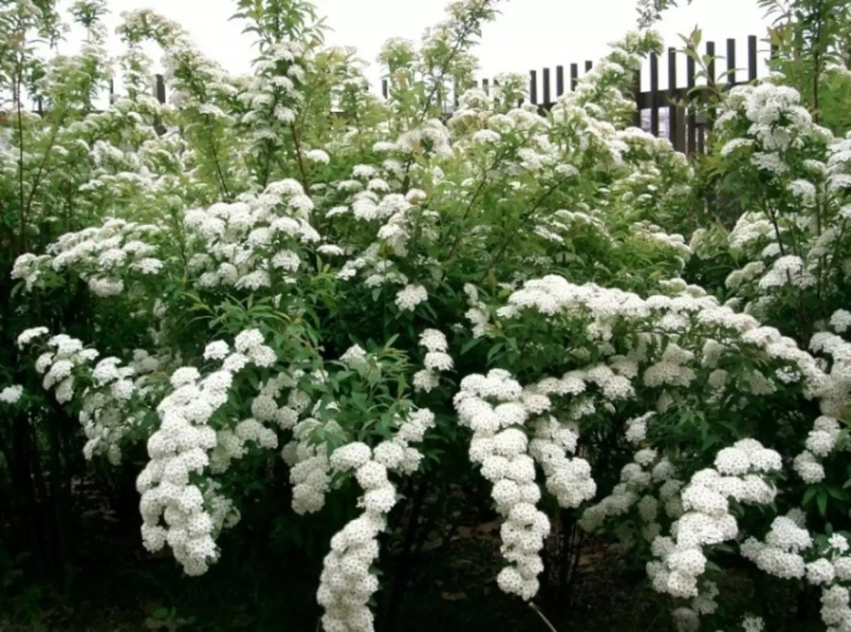 Arbustos decorativos resistentes á xeadas por dar 1142_8
