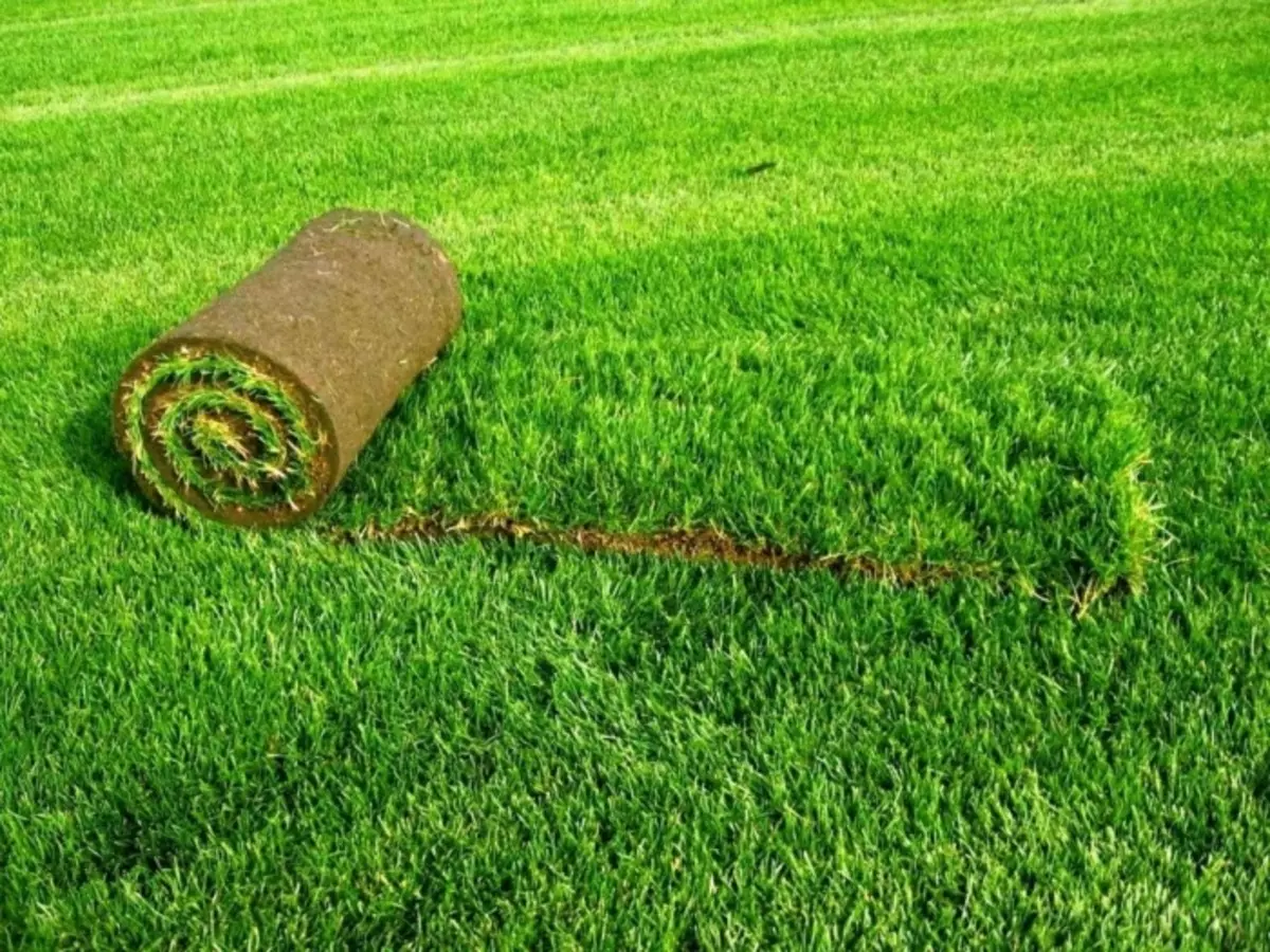 Rolled lawn. 1143_4