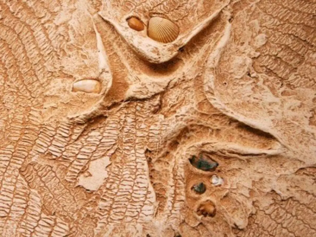 Izindonga Zokuhlobisa Plaster 11820_5