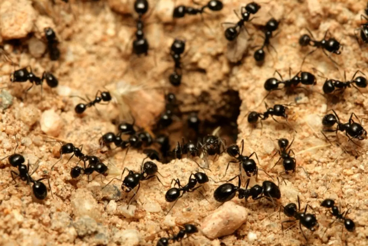 Penoplex in mravlje 11894_9