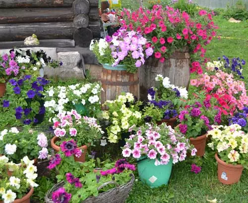 Cama de flores en la casa de campo para principiantes + photo 118_5