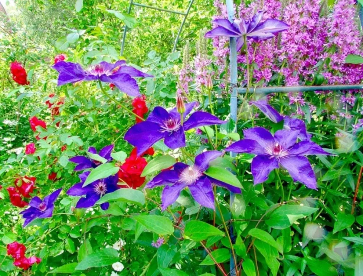 Clematis in Paysage Design + Photo 12335_36