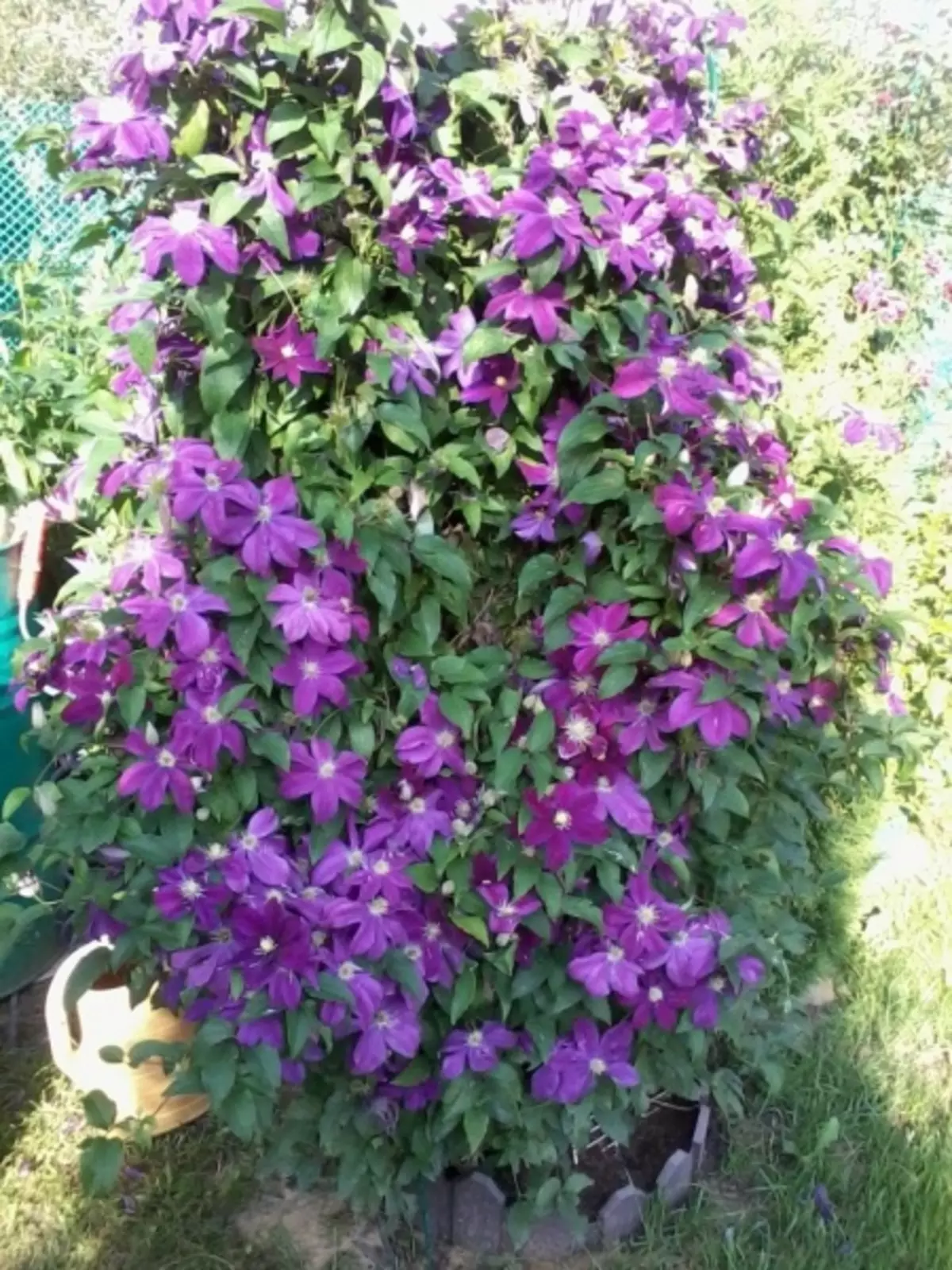Clematis in Paysage Design + Photo 12335_5