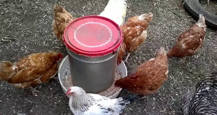 Automatisk matare för kycklingar 12359_2