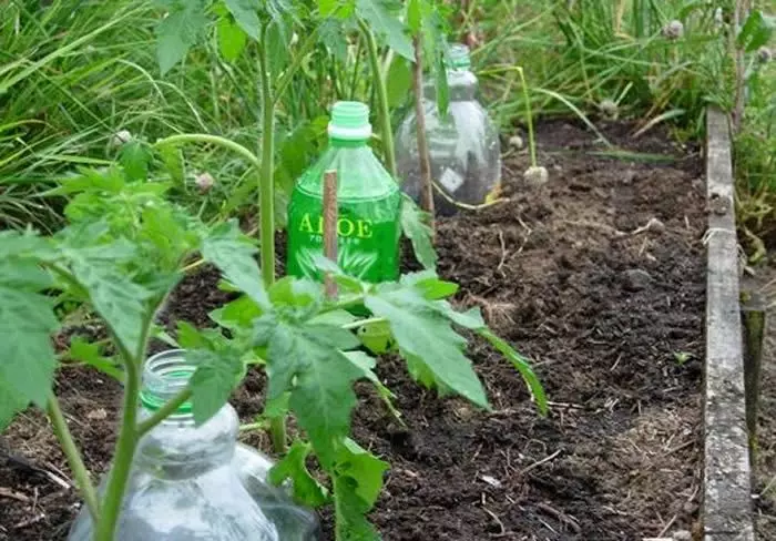 Watering in greenhouse plastic bottles 12360_1