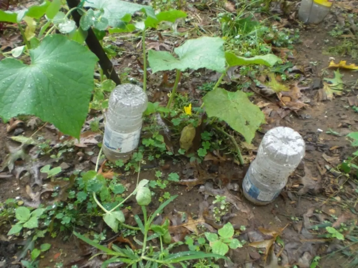 Watering in greenhouse plastic bottles 12360_14
