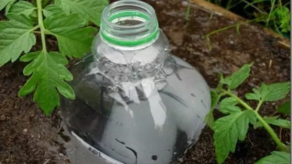 Watering in greenhouse plastic bottles 12360_5