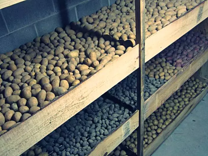 Deposito di patate nella cantina del garage 12406_2