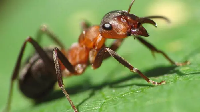 Herramientas de hormigas en el país. 1348_1