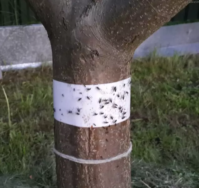 Ferramentas de formigas no país 1348_7