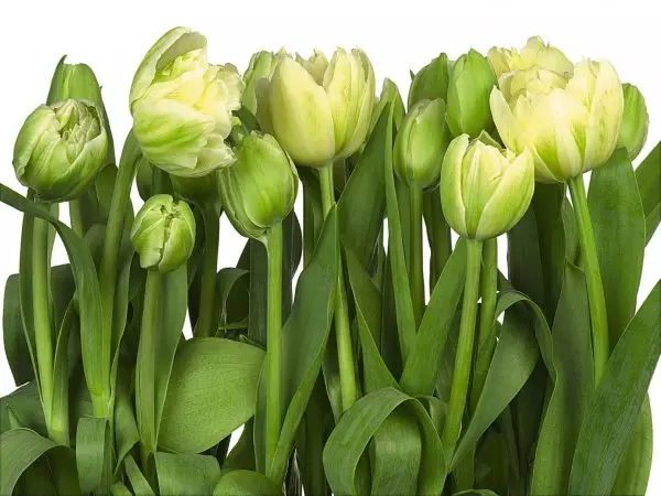Zelená fotografia tapeta tulipány