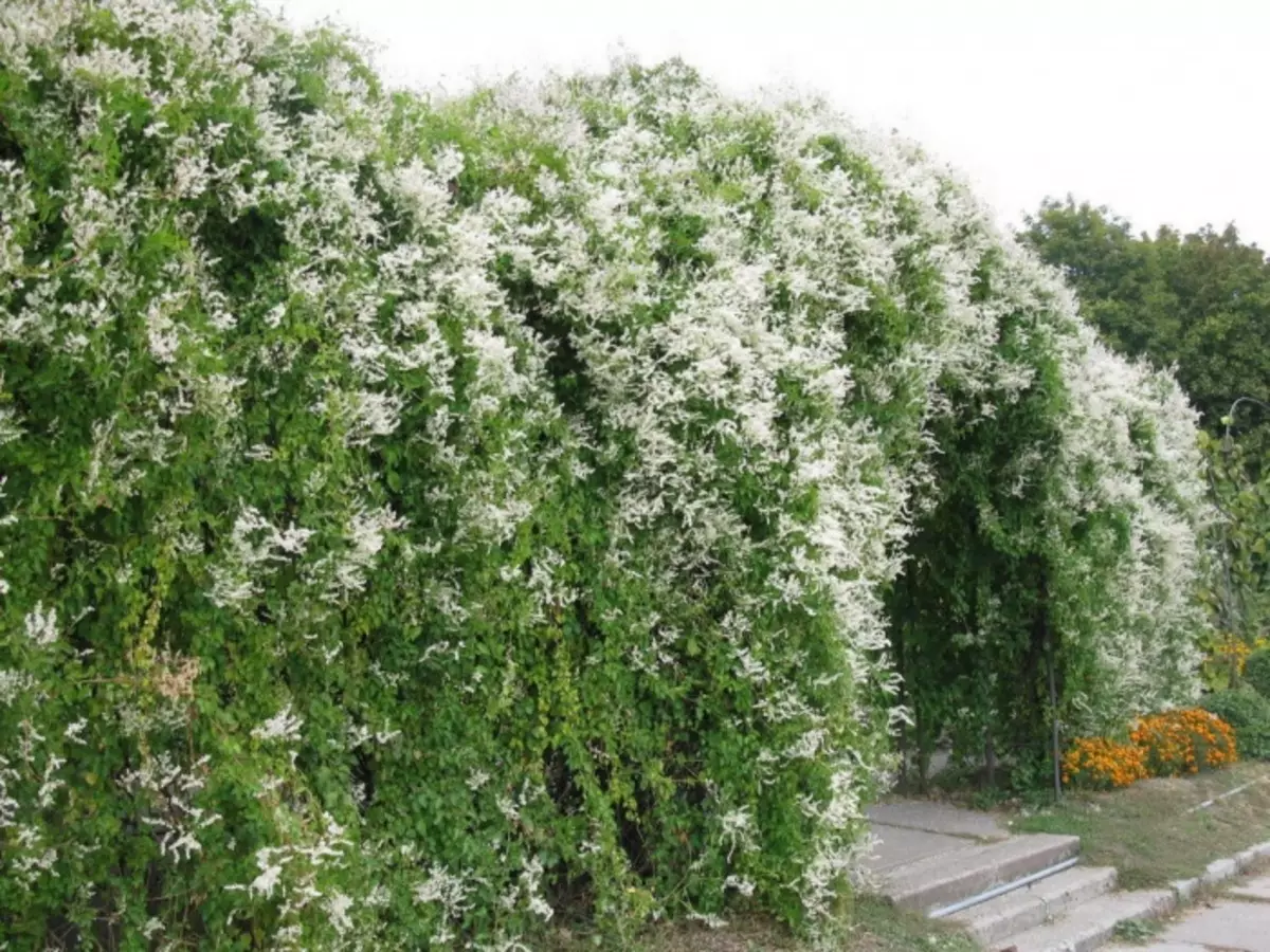 Curly მცენარეთა Gazebo Perennial 15967_11