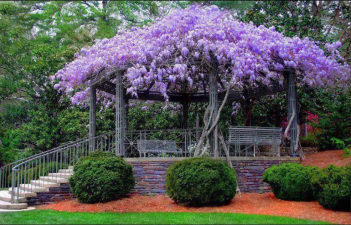 Curly მცენარეთა Gazebo Perennial 15967_5