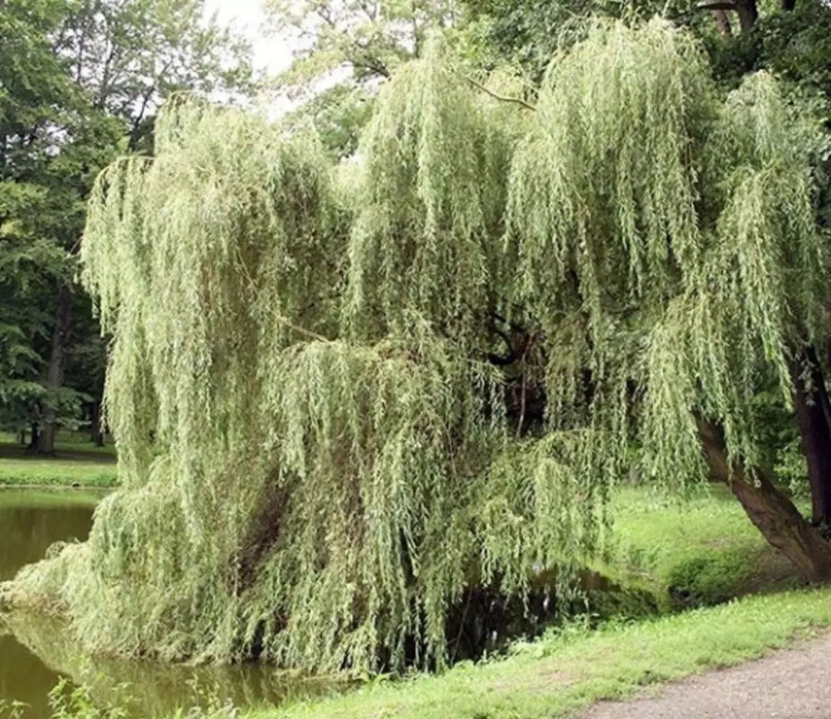 Biały Iwa.