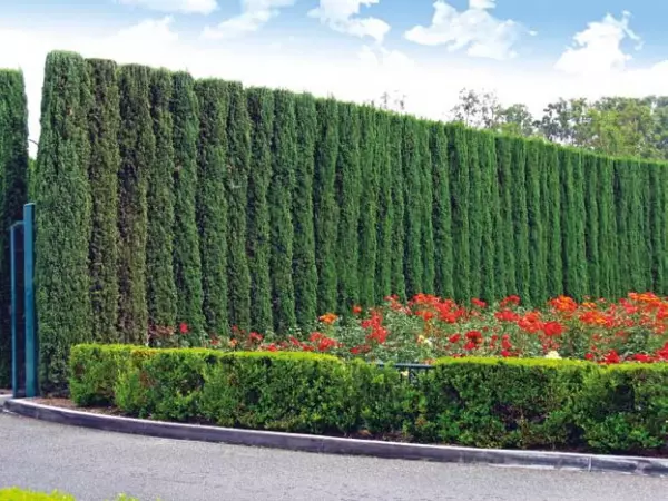 coniferous hedge