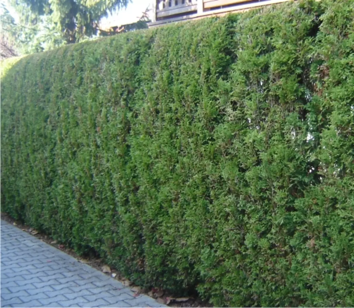 coniferous hedge.