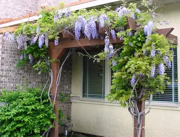 Vertical gardening in the country + photo 1603_2