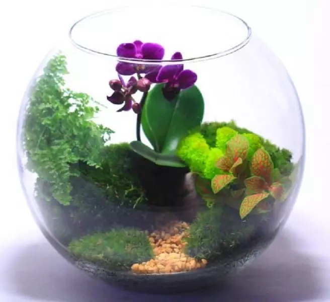 Florarium + ata 16381_13