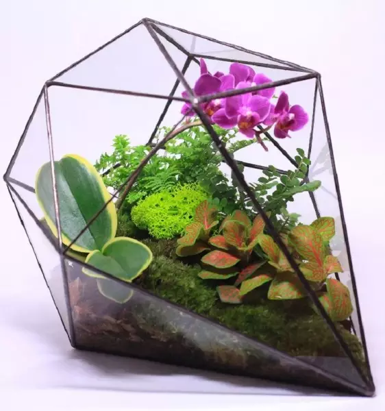 Florarium + photo 16381_14