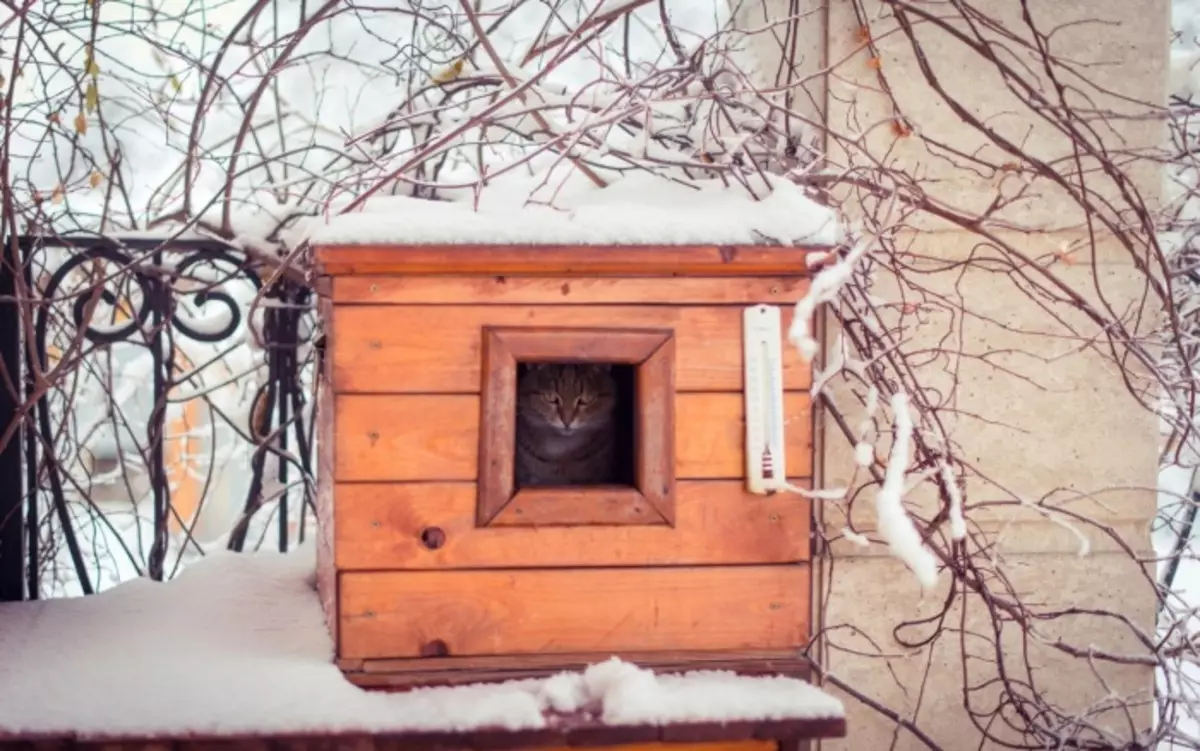 Rumah musim dingin untuk kucing di jalan 19348_2