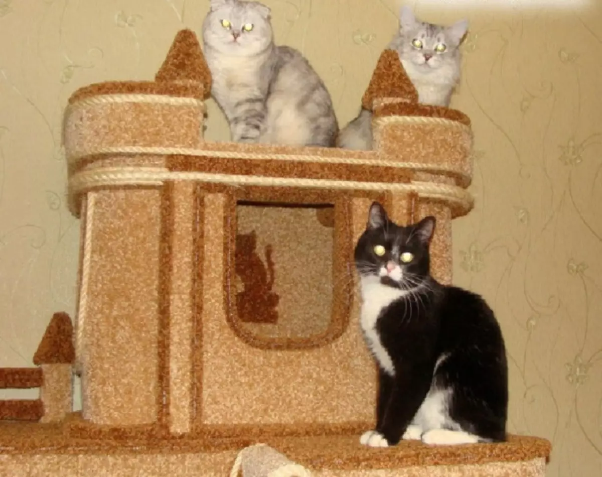 고양이 + 사진을위한 집을 만드는 방법