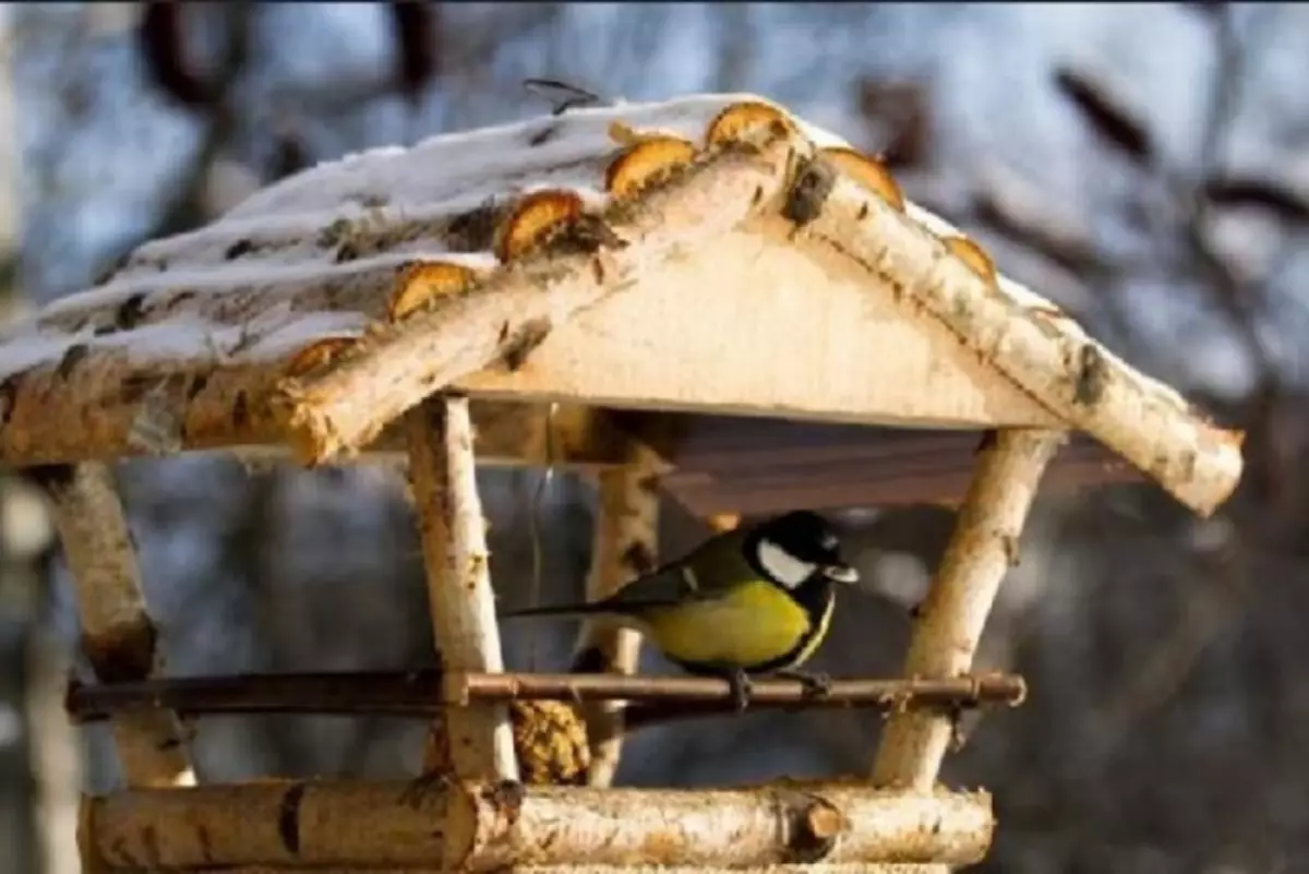 Wie man Futtern für Vögel aus dem Baum herstellt, machen Sie es selbst