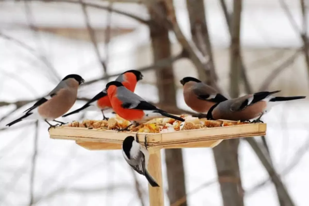 Hoe feeders voor vogels uit de boom te maken, doe het zelf