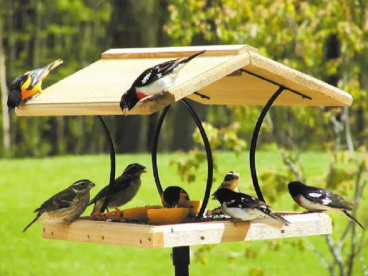 Wie man Futtern für Vögel aus dem Baum herstellt, machen Sie es selbst