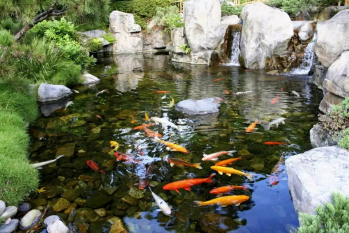 Dekoratívny rybník v krajine, urobte to sami: Ako urobiť, krok za krokom, veľkostiach, fotografií