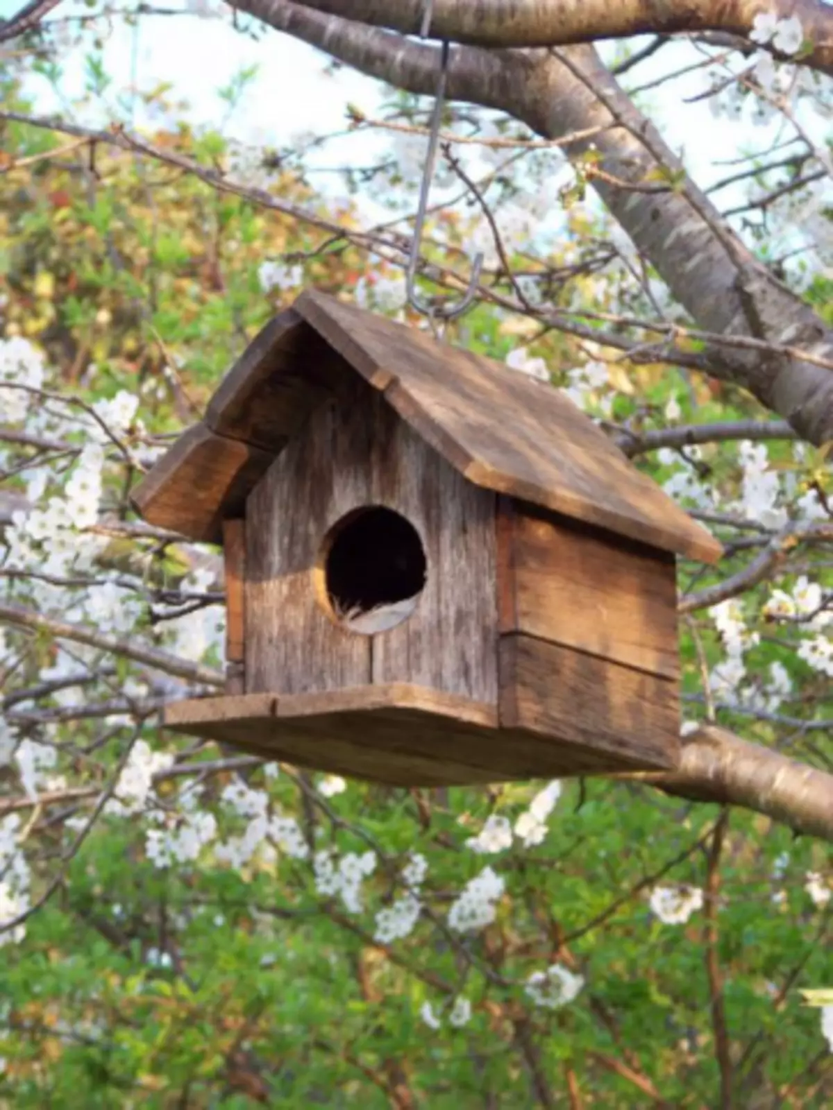 Birdhouse da madeira compensada: tamanhos, desenhos, como fazer você mesmo