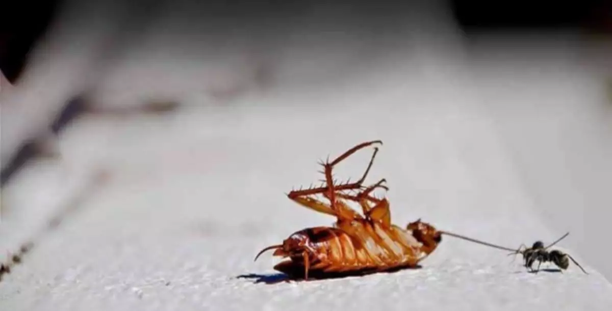 Boric acid mula sa mga cockroaches: Mga Recipe, Review