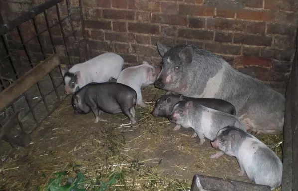 Diwenehi kanggo babi
